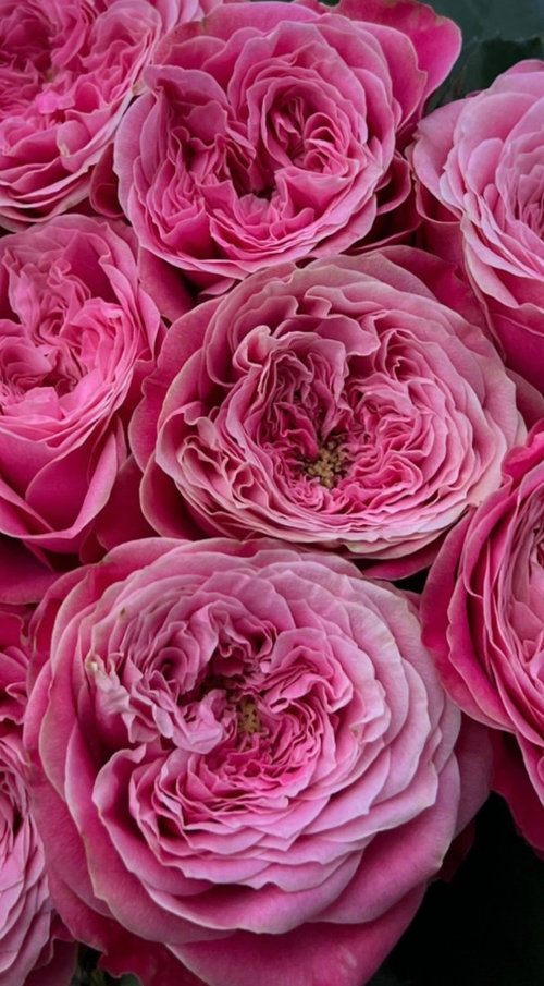 FAVORITE BREEDERS OF ROSES