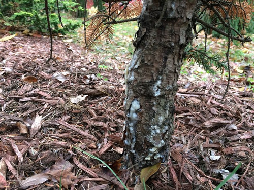 Disease on Spruce Tree?