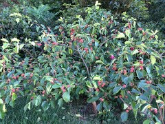 Che tree blooming first year