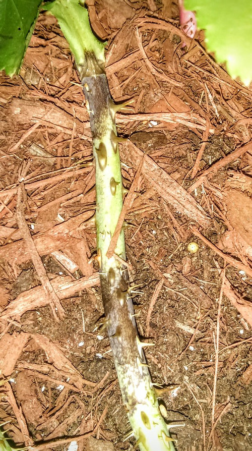 Rose stem canker
