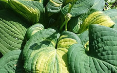 Trip to Fox Hosta Farm | Houzz Forum