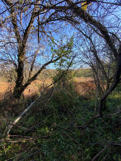 River Birch or Quaking Aspen