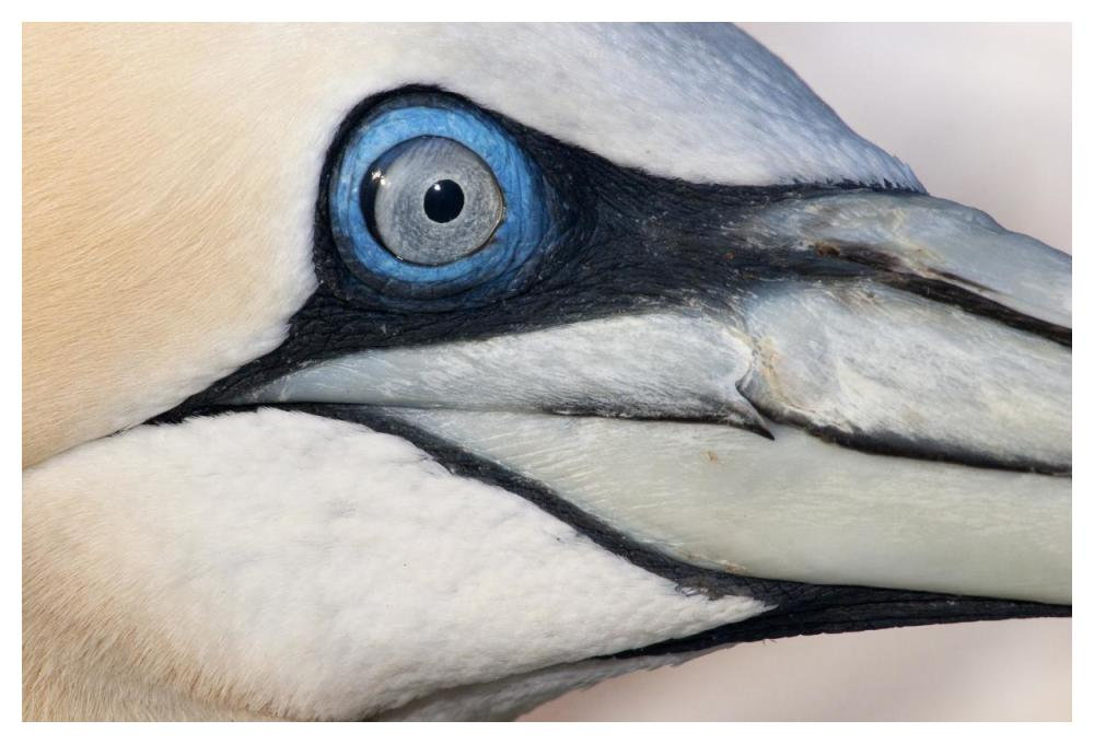 "Northern Gannet Profile, Saltee Islands, Ireland" Wall Art, 50"x34 ...