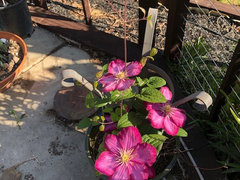 2019 Clem flower show