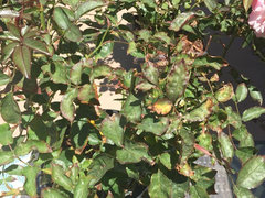 Mineral Deficiency Symptoms in Roses