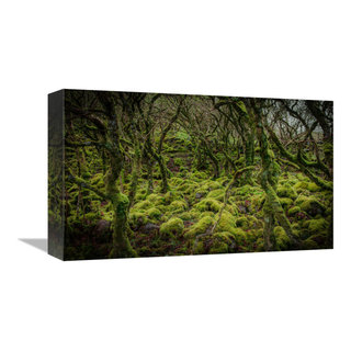 "Mossy Forest" by European Master Photography, 16"x10" - Rustic ...