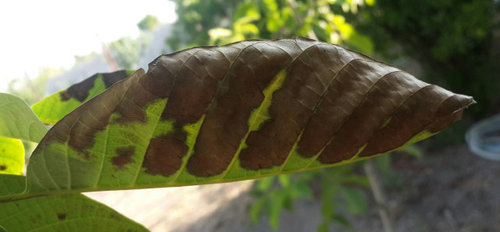 What's this disease on Walnut tree?