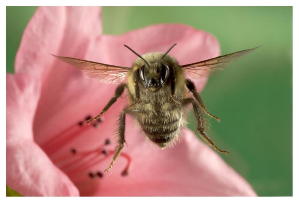 "Bumblebee Flying Toward the Camera After Collecting Nectar" Wall Art ...