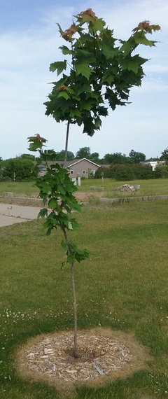 Bare root Red Maple, Still hope?