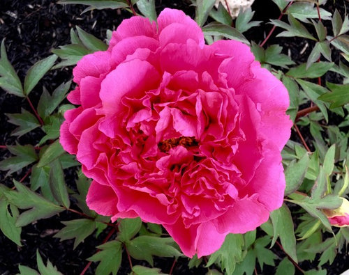 Paeonia suffruticosa 'Shimadaijin'?