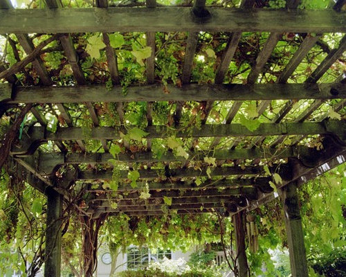 Grape Vine On Fence | Houzz