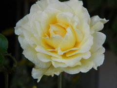 Irish Hope....what a remarkable rose!