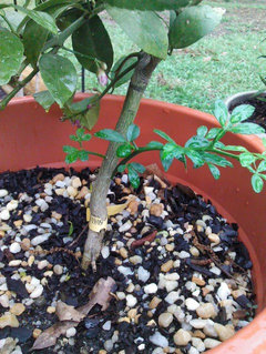 How can you tell the difference between sucker branches