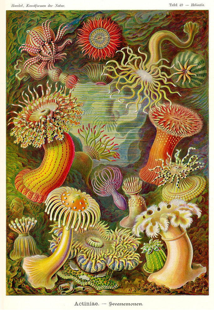 Actiniae - Scheiben-Strahlinge - Heliodiscus Print, 16" x 24 ...