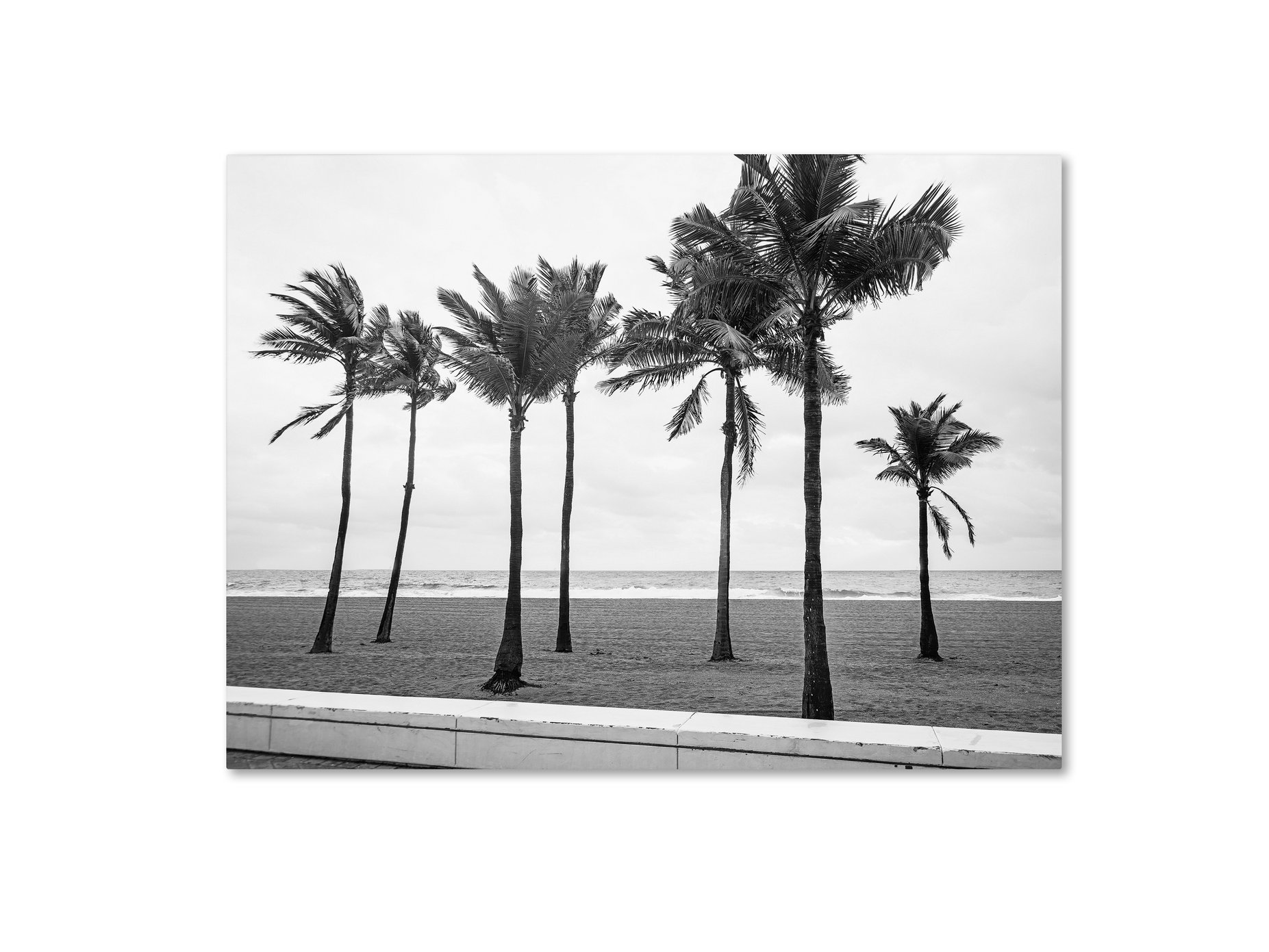 'Florida BW Beach Palms' Canvas Art by Preston, 14" x 19" - Traditional ...