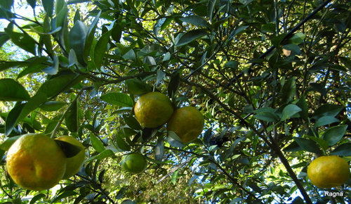 PINK: country girls, BLUE: bottles, TANGERINE: Changsha