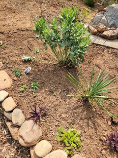 Using an Adam's Needle yucca in a garden, would love to see pics!