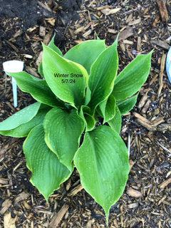 Hosta W 2024