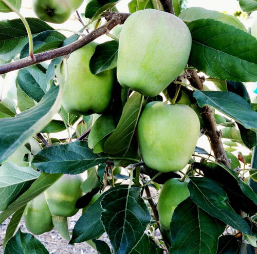 Anna apples turning red prematurely | Houzz Forum