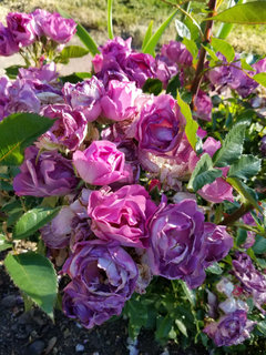 Arctic Blue rose storm!