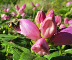 plants that appear to be screaming at you
