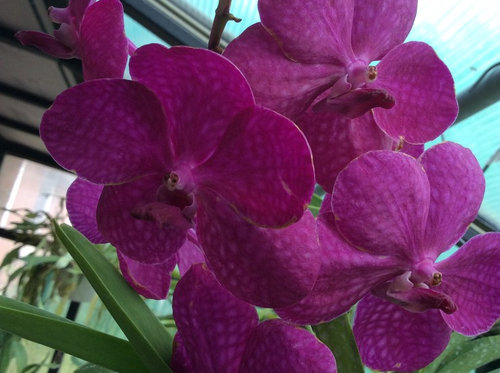 Vanda