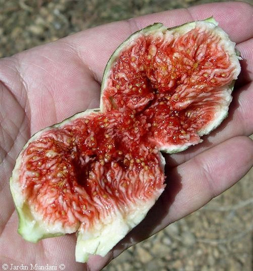 Mundani Botanical Garden