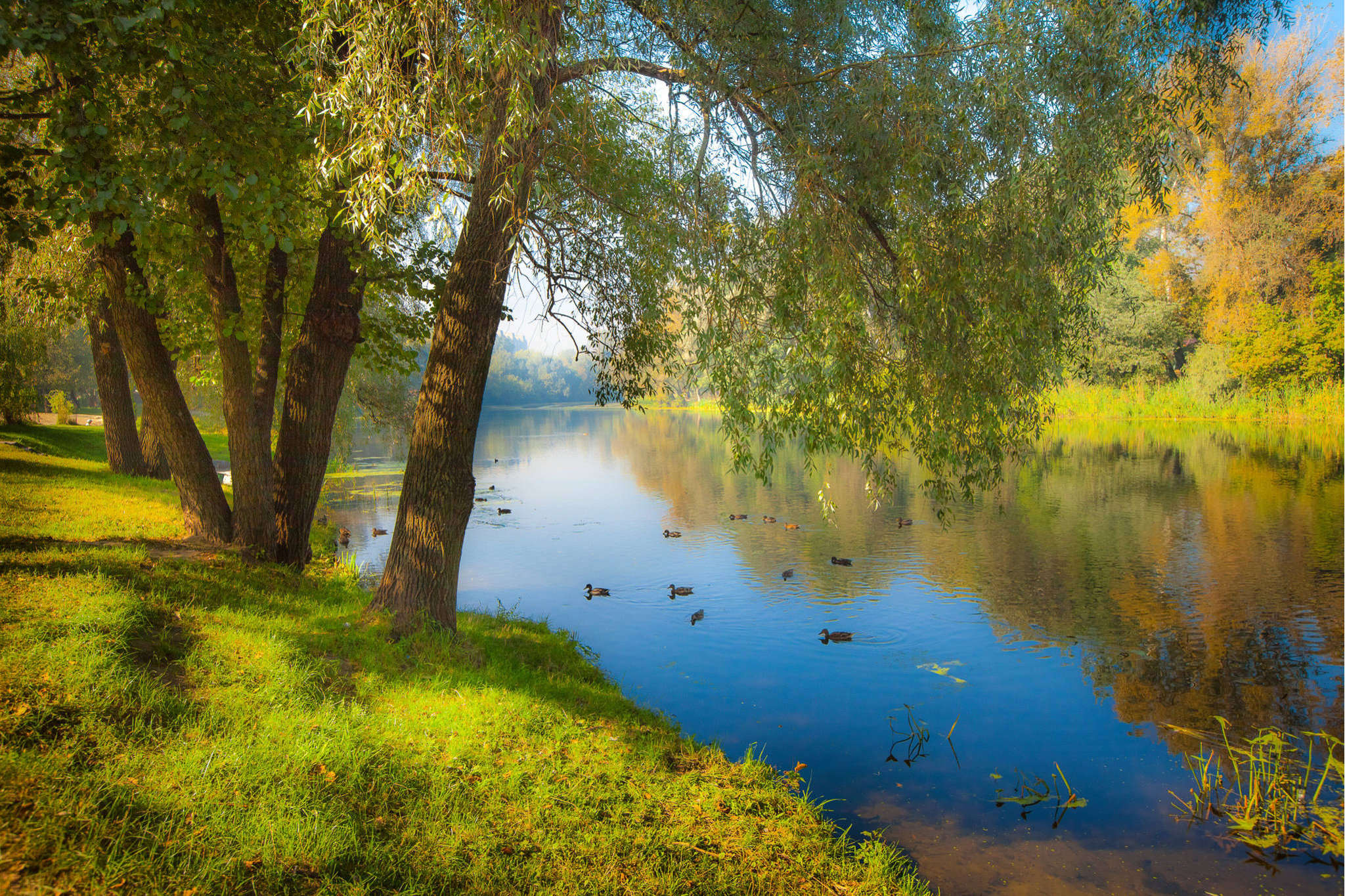 Psel River Tranquility, Aluminum, 36"x24" - Contemporary - Prints And ...