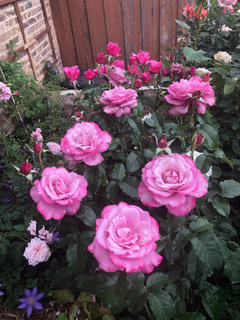 Smooth touch thornless roses