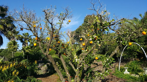can anyone diagnose this sick navel orange tree?