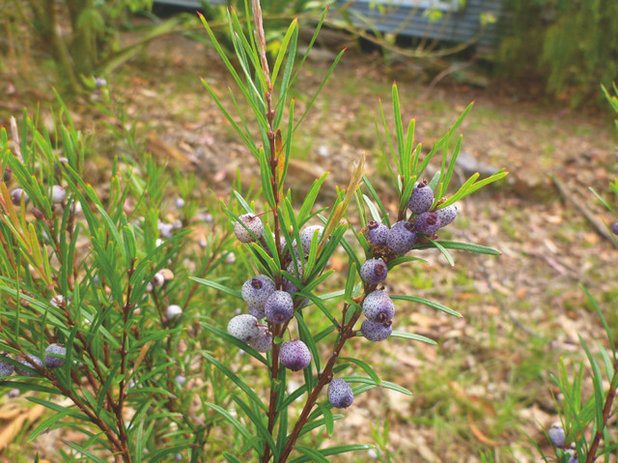 How to Grow and Eat Native Bush Foods | Houzz AU
