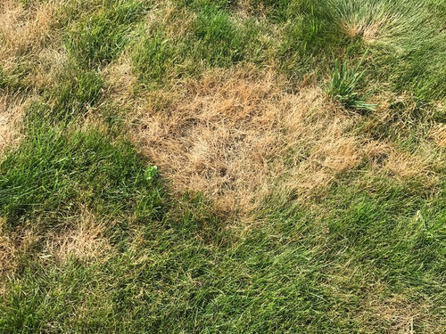 Large sunken dead patches in lawn