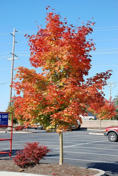 Front yard shade tree | Houzz AU