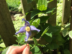 2019 Clem flower show