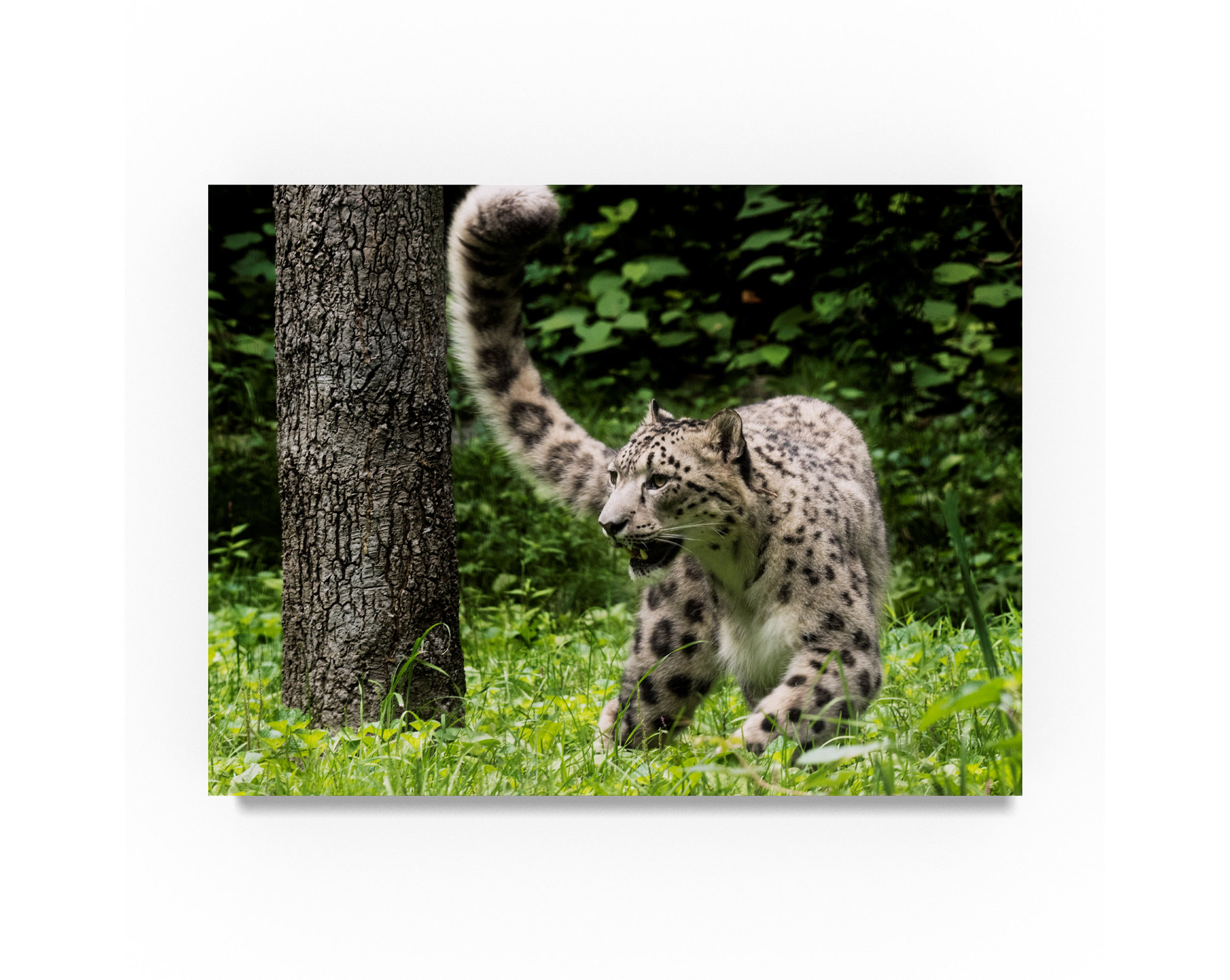 "Snow Leopard Running" by Robert Michaud, Canvas Art, 19"x14 ...