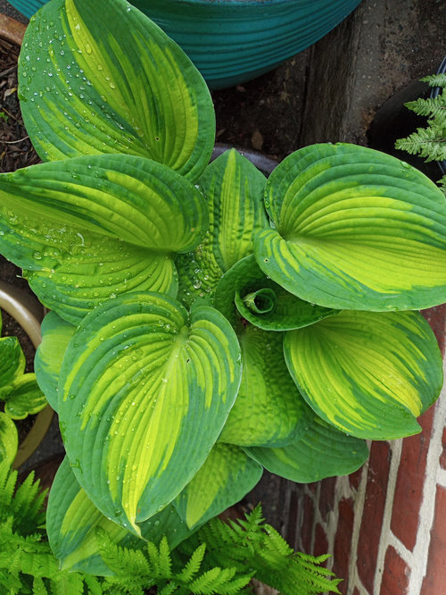 Spring Hosta Photos!