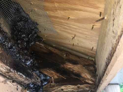 Rotted rafter tail - Fix | DIY Home Improvement Forum