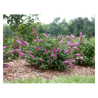 Lo & Behold® 'Pink Micro Chip' Butterfly Bush - Eclectic - Landscape ...