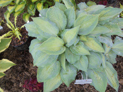 Hosta W 2022 ....................