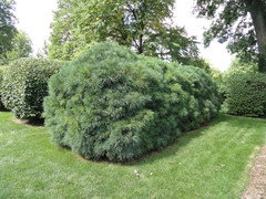 Topping Spruce and Pine trees?