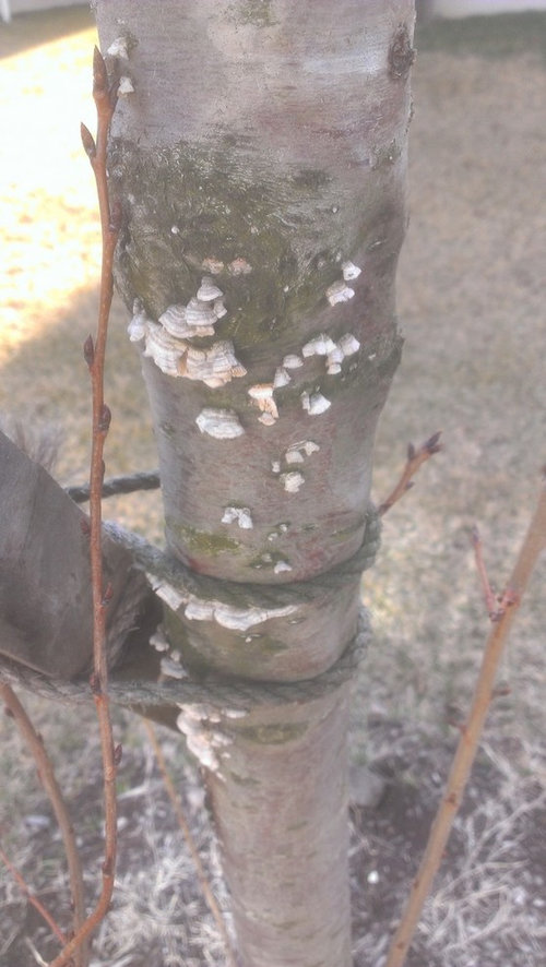 White flaky stuff on my cherry tree