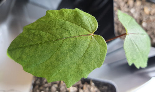 Identifying maple seedlings