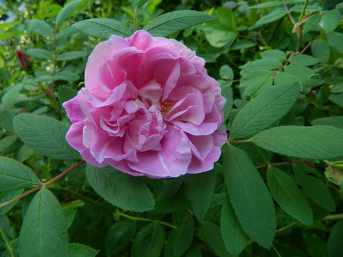 Wow - roses in zone 5 before Mother's Day!