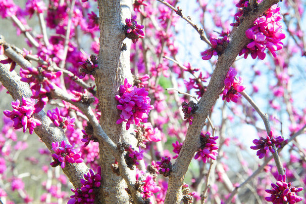 10 of the Best Small Trees for Courtyards | Houzz AU