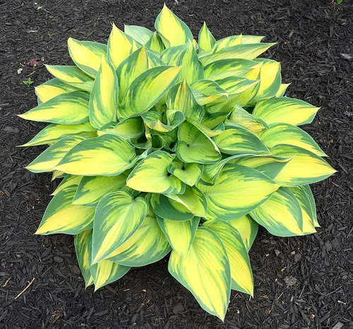 A Few More Early Hosta Pics