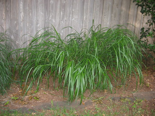 Drooping ornamental grass (PICS)