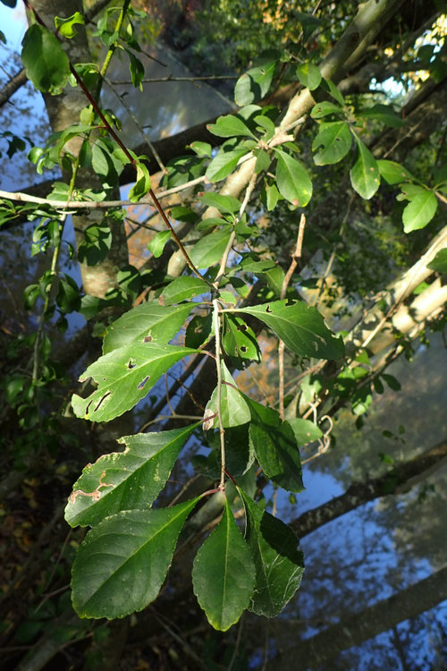 Slightly-Serrated, Teardrop Leaves?