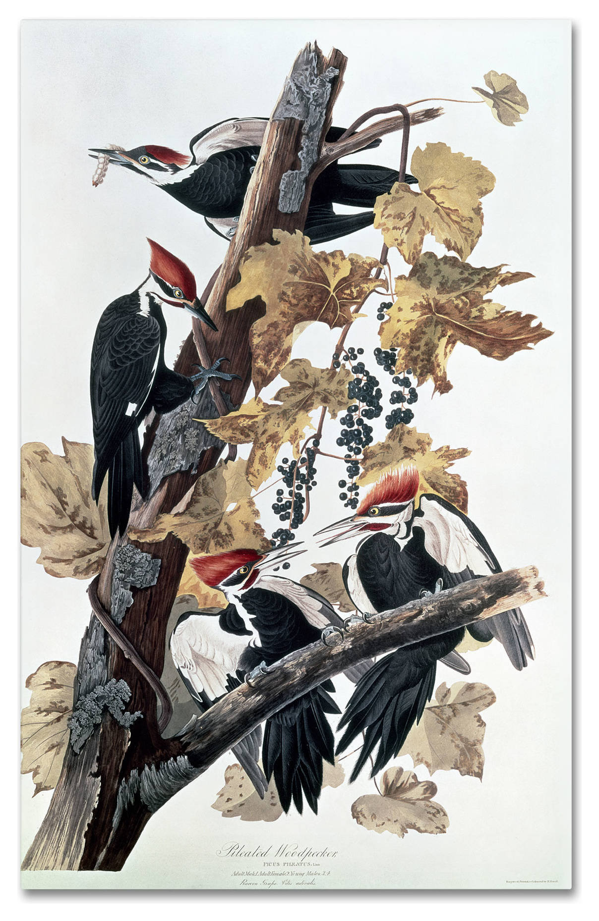 'Pileated Woodpeckers' Canvas Art by John James Audubon, 22" x 32 ...