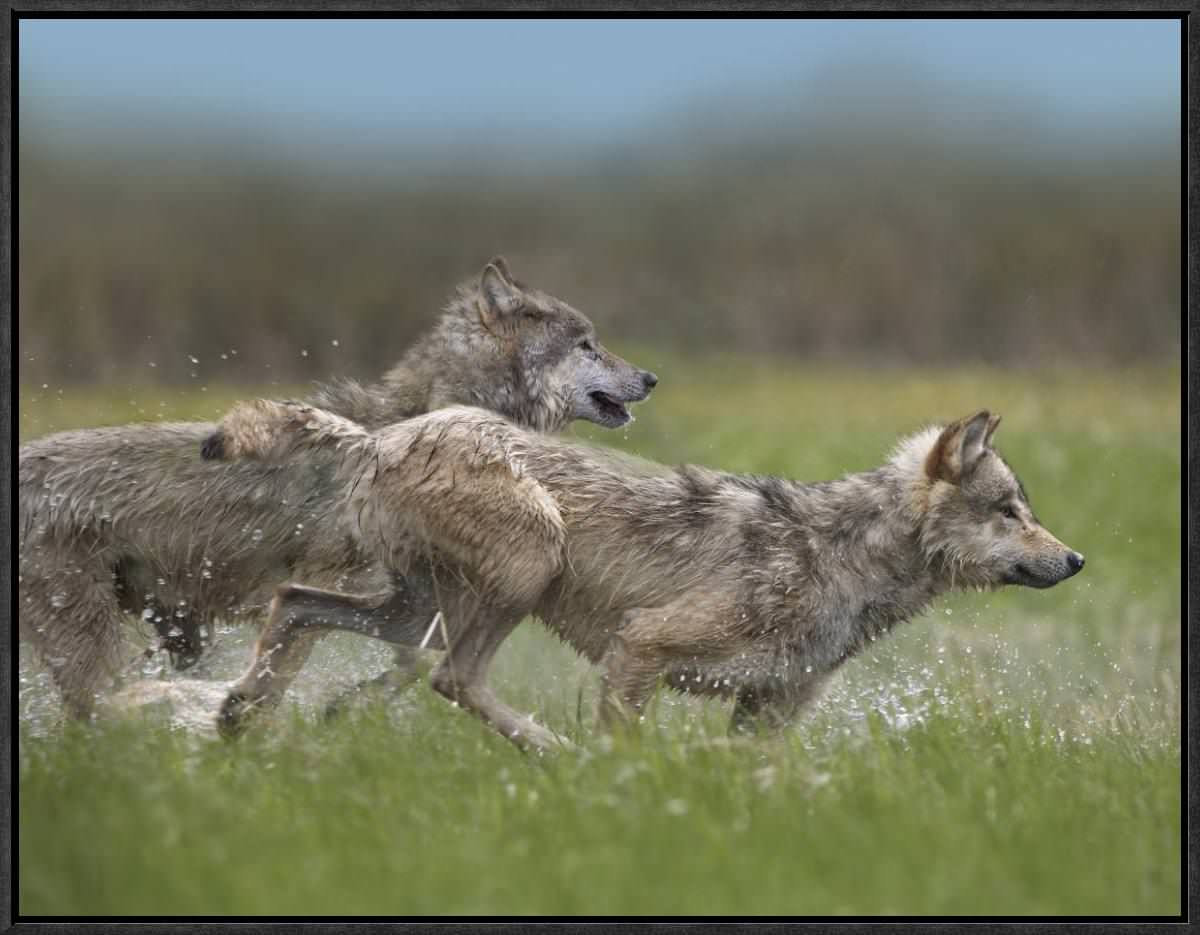 "Gray Wolf pair running through water, North America" by Tim Fitzharris ...