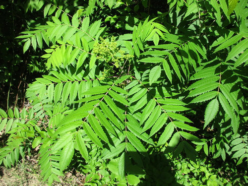 Winged Sumac?